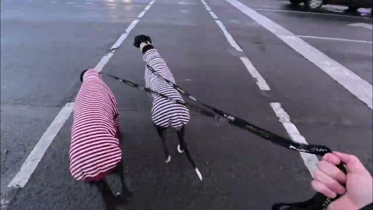 Struttin By Thumpasaurus Cover By Cool Nan Hotline Youtube