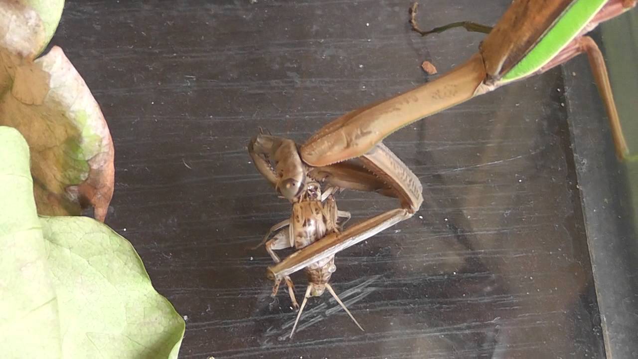 Praying mantis attacks cricket - YouTube