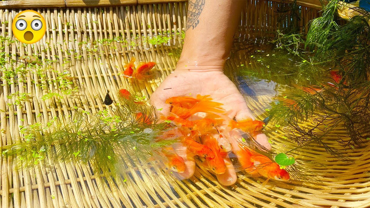 Beautiful Golden Fish Betta Fish Other Fish Catching By two Guys! #Ep77 ...
