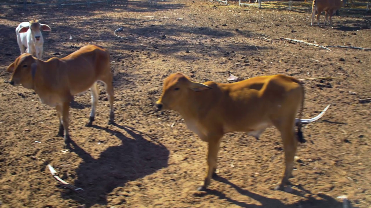 Don't frack the NT - Rod Dunbar - YouTube