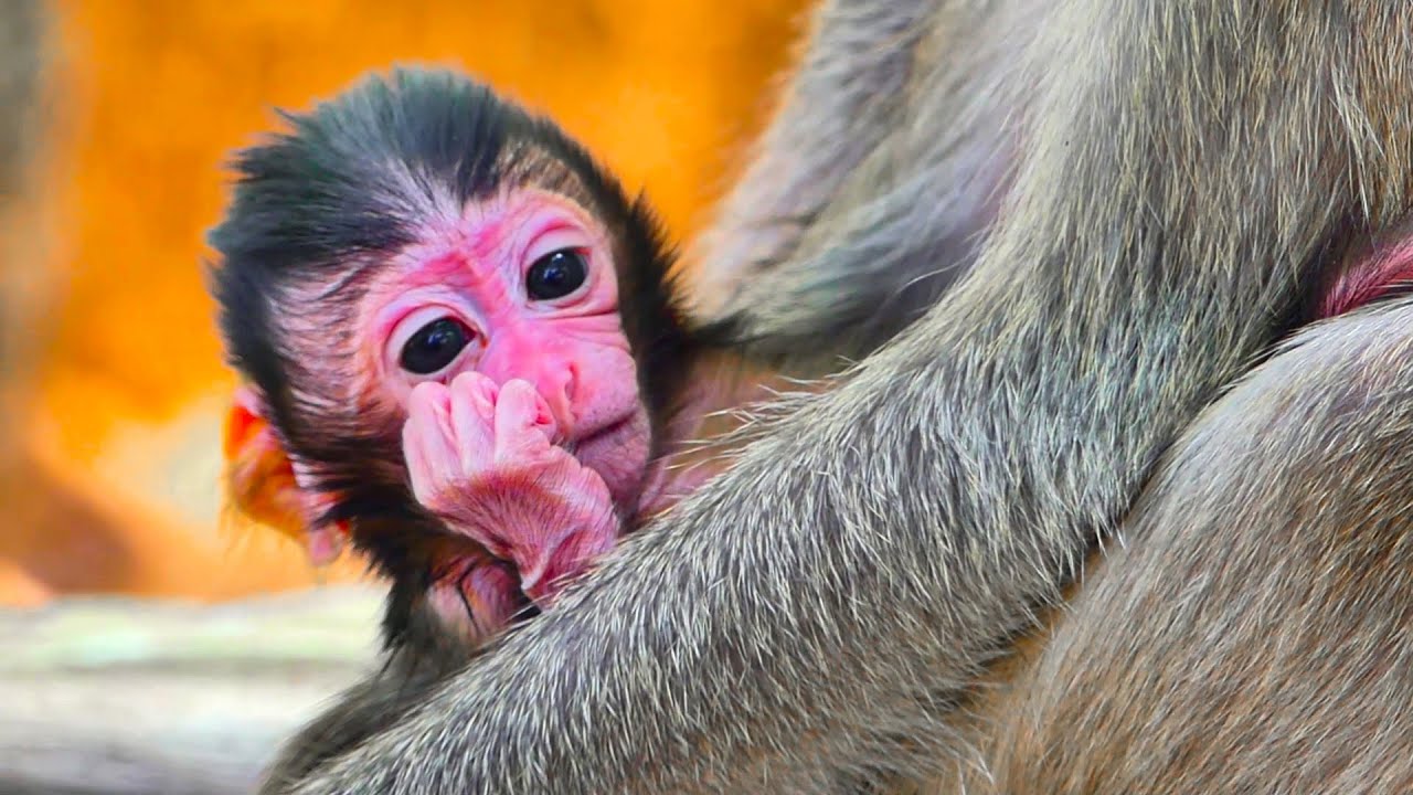 Congrats...! Young mom Ada monkey gave birth newborn baby at last night ...
