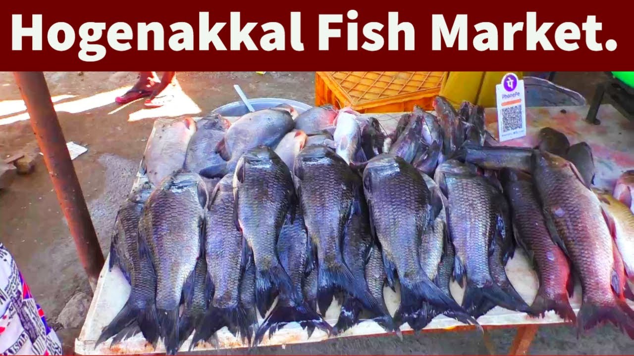 Hogenakkal Fish Market| Hogenakkal Tourist Place| Hogenakkal| Different ...