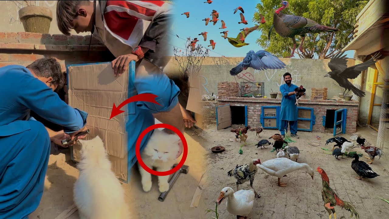 Sardi Sy Bachna Ki Birds Cage Ki Setting Kar Di ️ #vlog #birds - YouTube