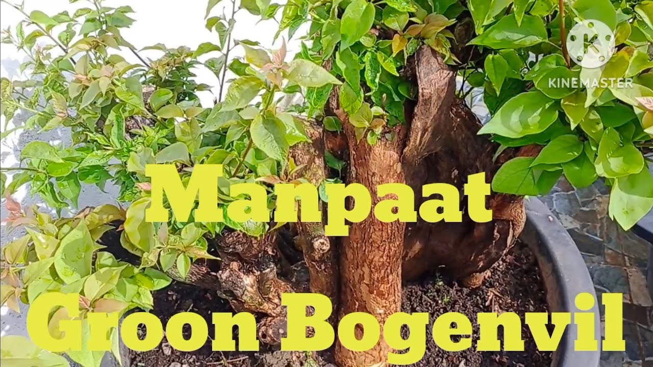 Manpaat Groon Bogenvil - YouTube