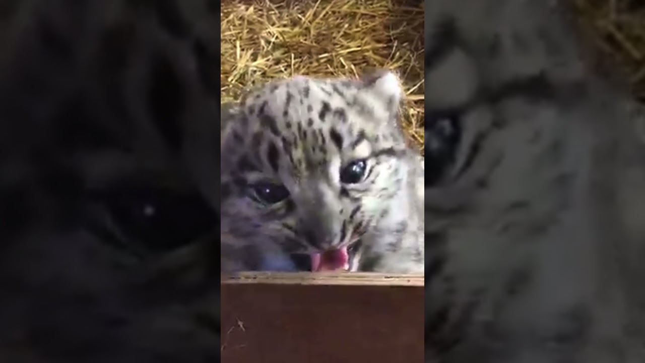 Baby Snow Leopard’s Meow - YouTube