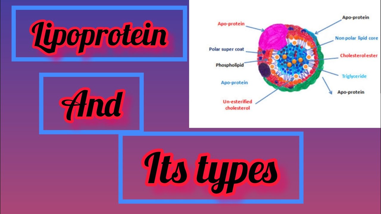 lipoprotein and it's types... - YouTube