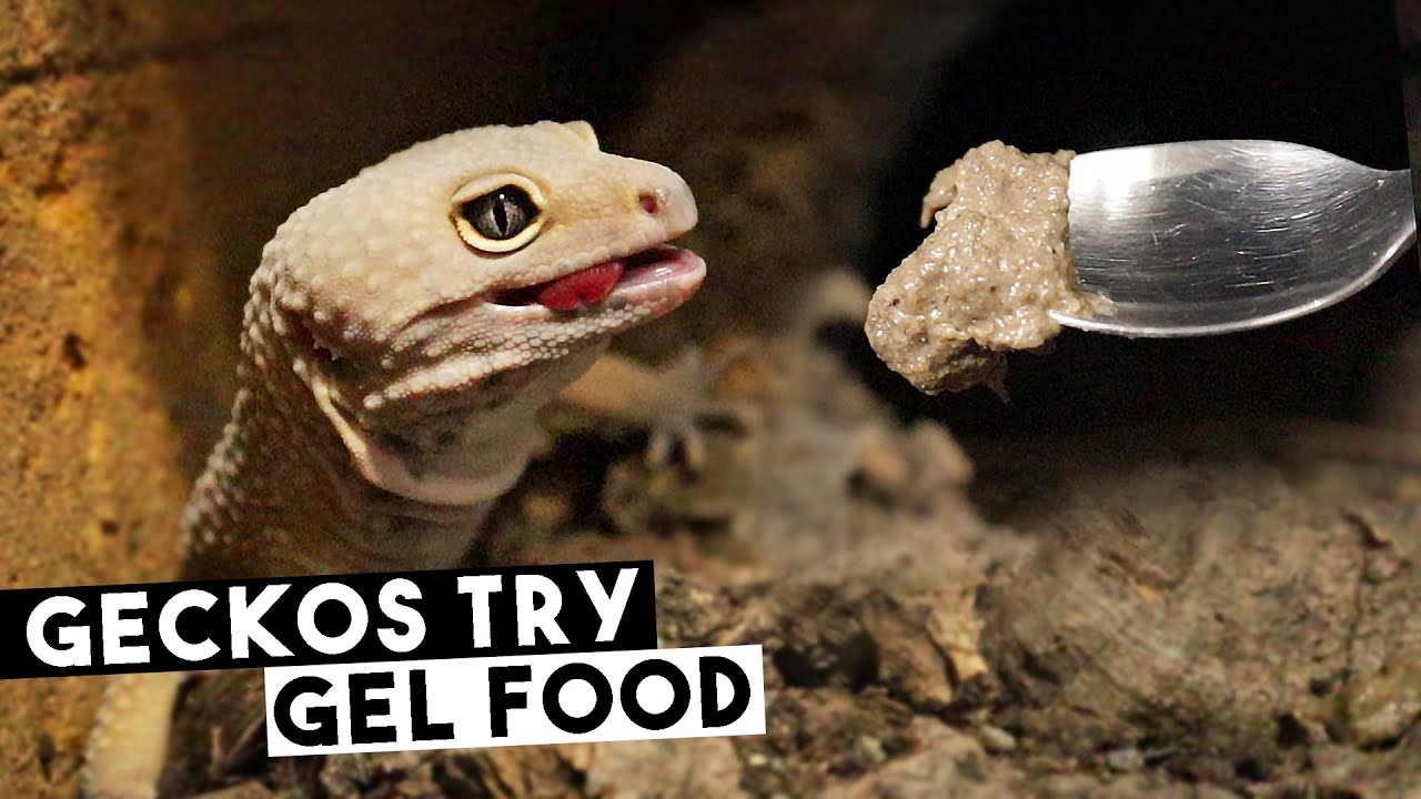 Will They Eat It?! Geckos Try InsectiGold Gel Diet! - YouTube