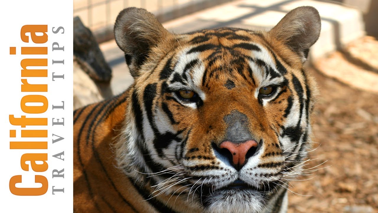 Forever Wild Animal Sanctuary | Mojave Desert Travel Guide | California ...