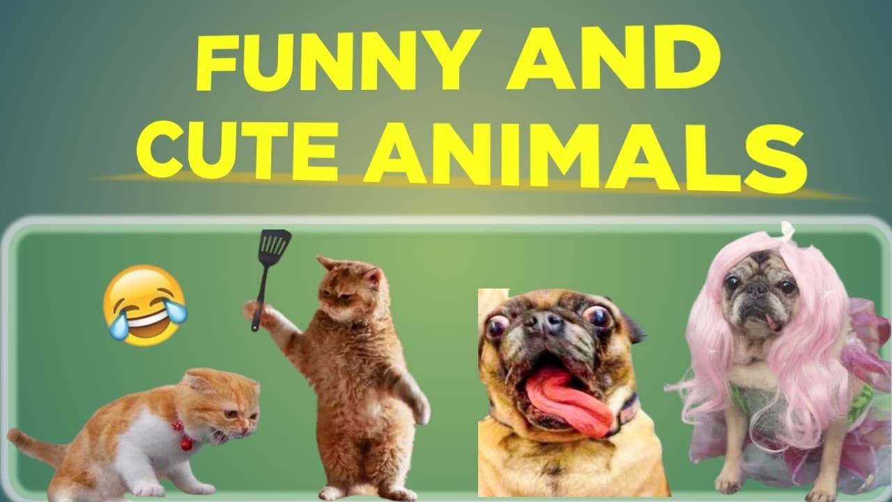 Laughing Lions and Silly Sloths: The Ultimate Funny Animal Compilation ...