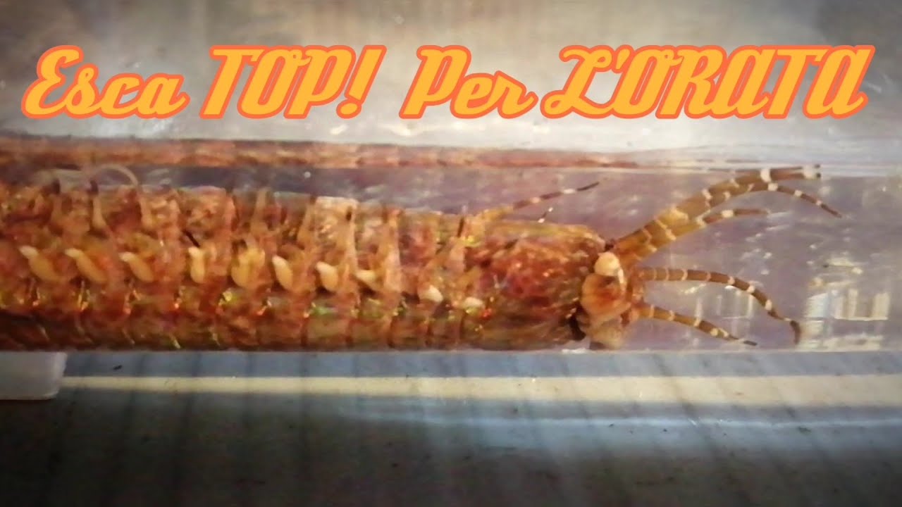 IL VERME DI RIMINI bobbit worm - YouTube