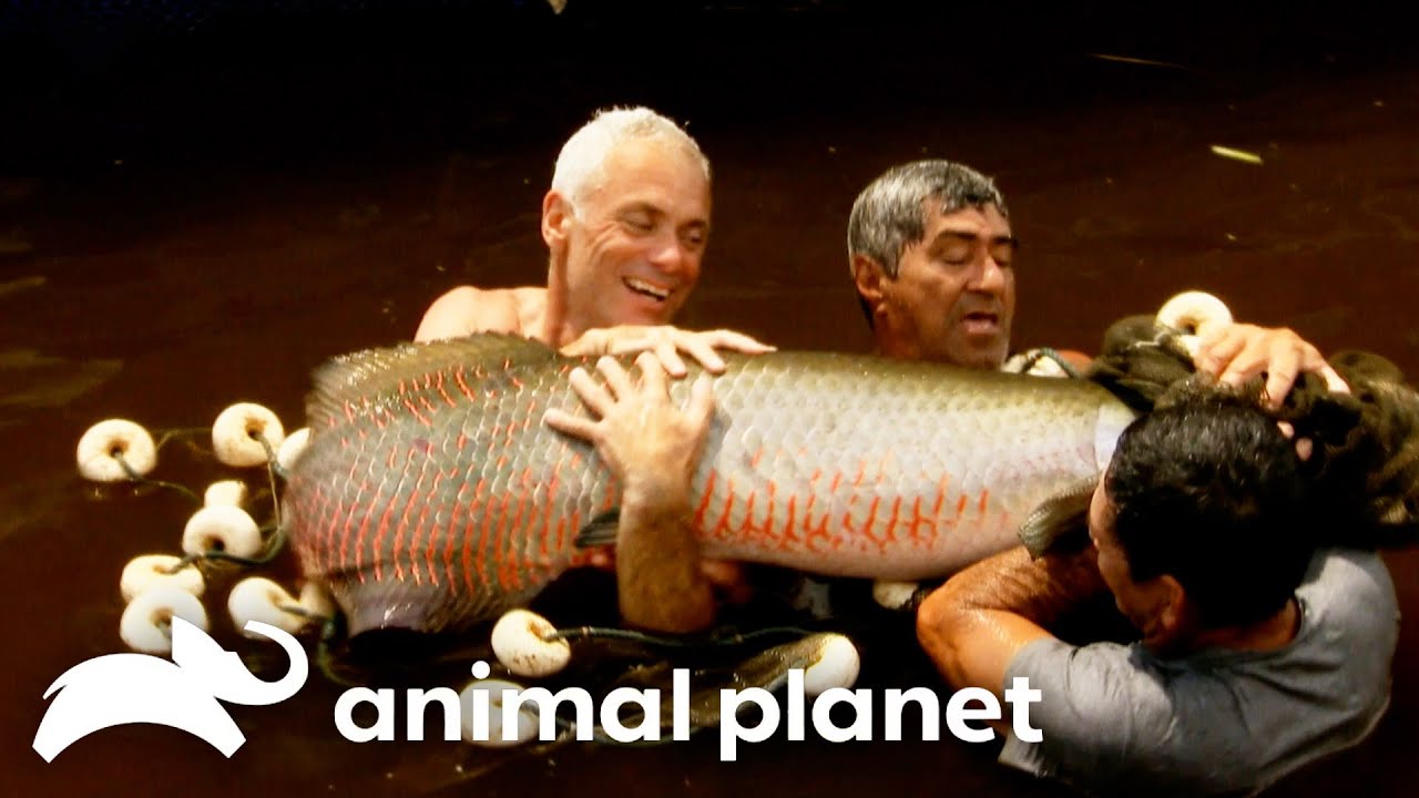Jeremy Gets ATTACKED by a Swarm of Arapaima! | River Monsters | Animal ...