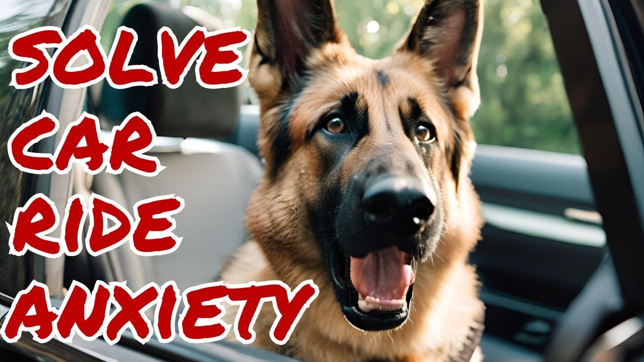 How to Train Your Dog for Car Rides (and Stop the Anxiety) - YouTube