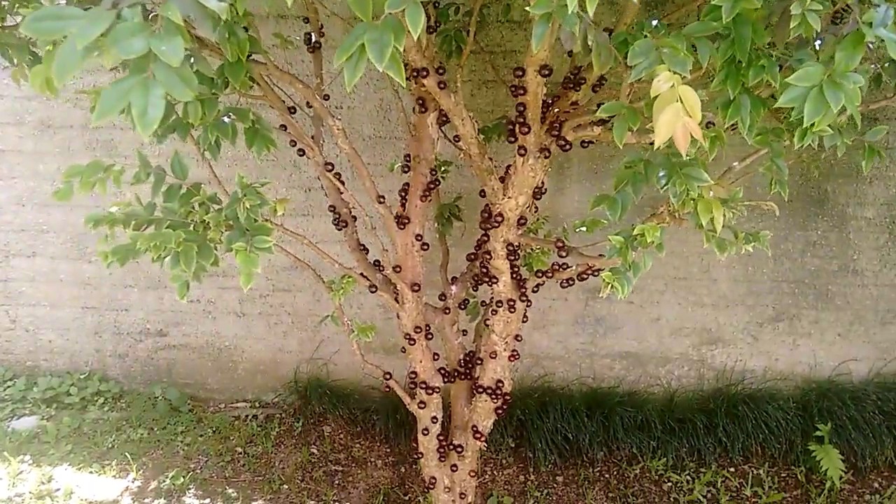 Minha jabuticaba híbrida. Produz várias vezes por ano. Pé pequeno, dá ...
