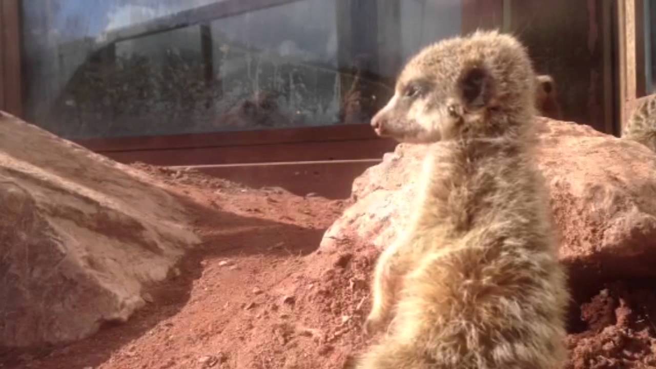 Sleepy baby meerkat - YouTube