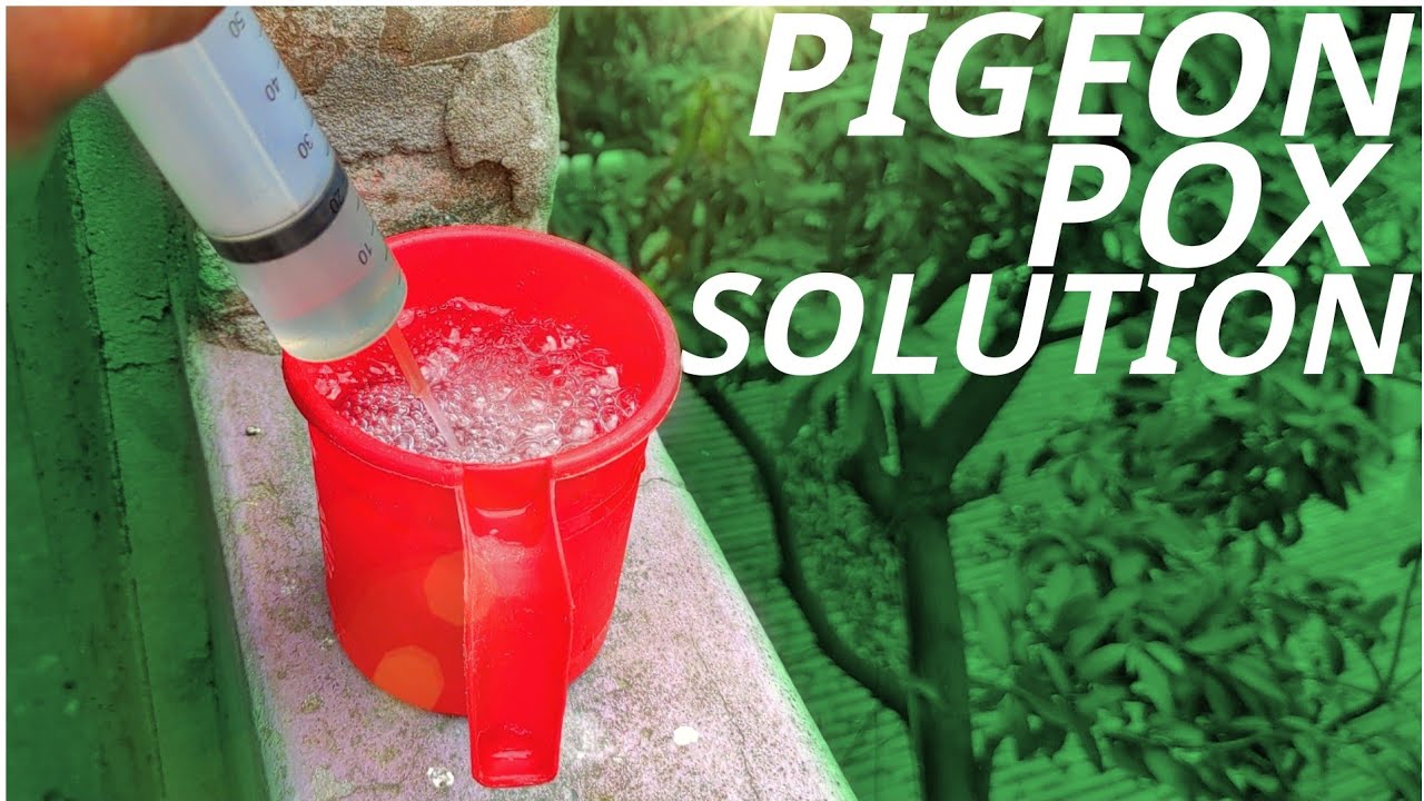 PIGEON POX PROBLEM SOLUTION - YouTube