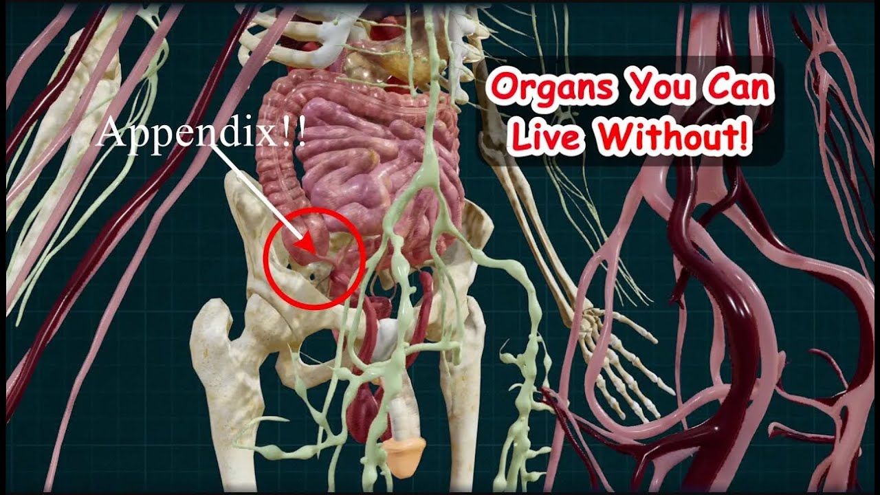 Organs That A Person Can Live Without YouTube organs-that-a-person-can-live-without-youtube