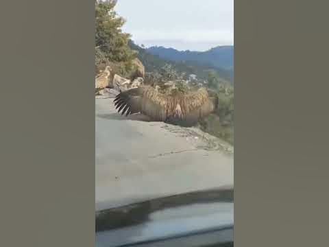 أكبر نسر في العالم - YouTube