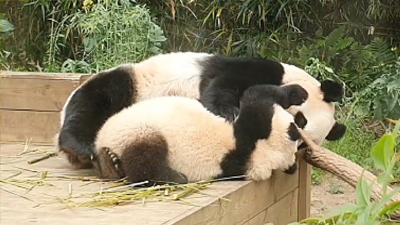 에버랜드 판다 엄마랑 아가랑 아이바오랑 푸바오랑 우리 귀염둥이 러바오까지 ㅋㅋㅋ 아이바오 푸바오 러바오 삼종 세트 ㅋㅋ Youtube