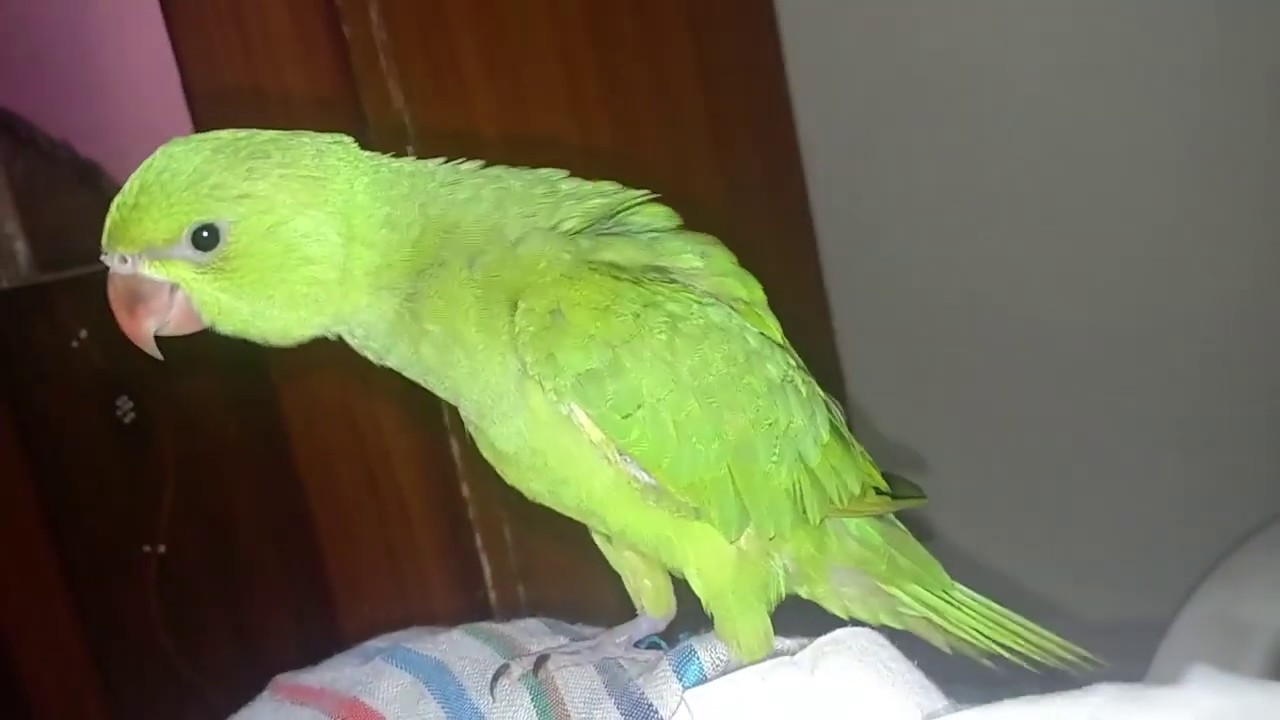 Green Ringneck Parrot feels fresh - YouTube