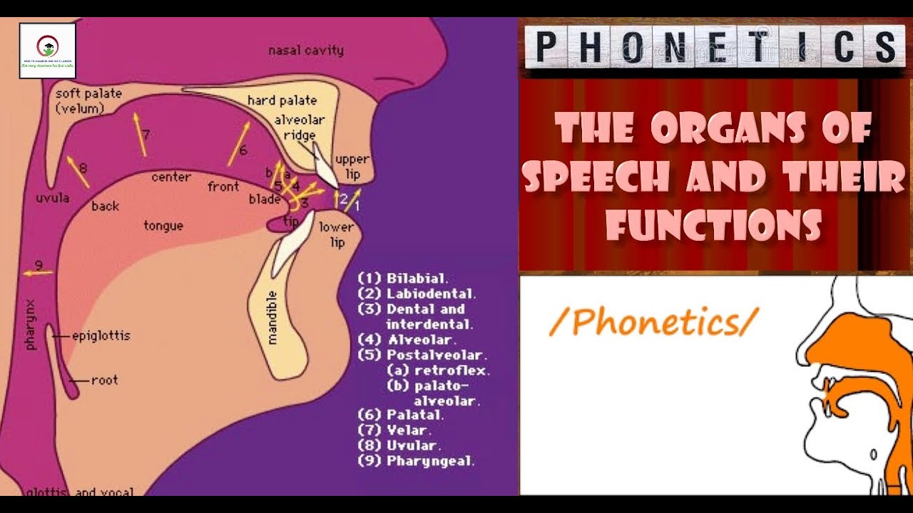1. PHONETICS ORGANS OF SPEECH : 2020 - YouTube