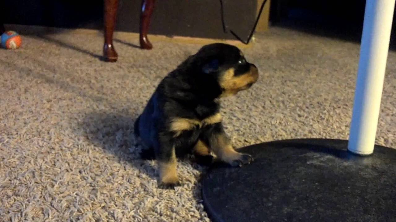 puppys -2 week old rottweiler howl - YouTube