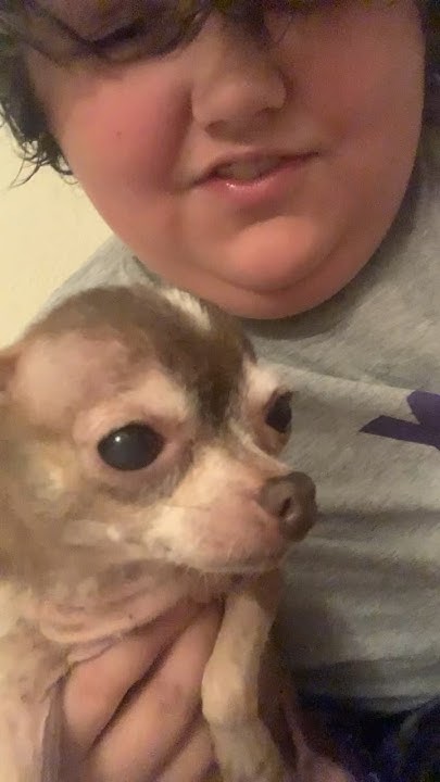 Prissy the chihuahua 🍞#dogs #cute - YouTube