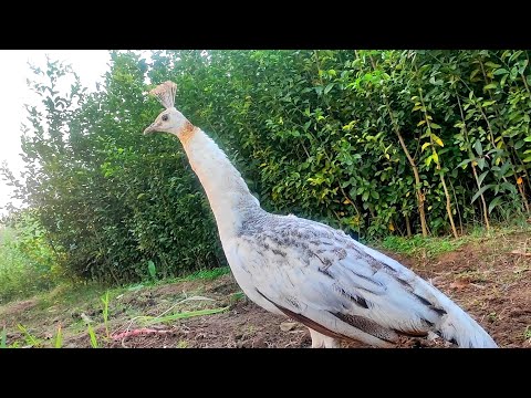 female peacock sound, peahen morni ki awaz