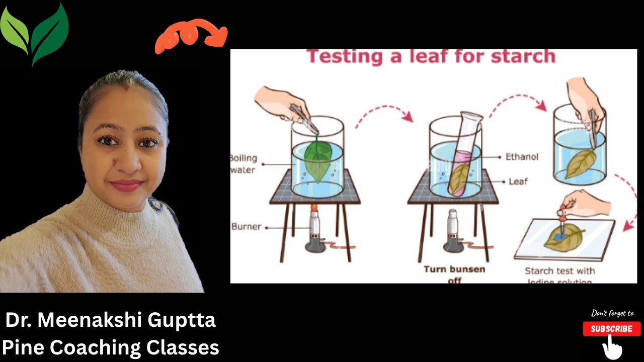 How To Test The Presence Of Starch In Leaves Starch Test 🏅Iodine Test ️ ...