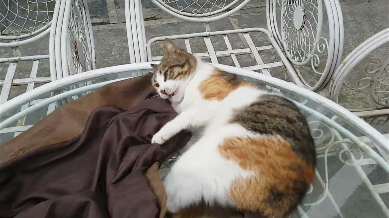 Grandma Cat Sniffing Catnip While The Kittens Are Playing - YouTube