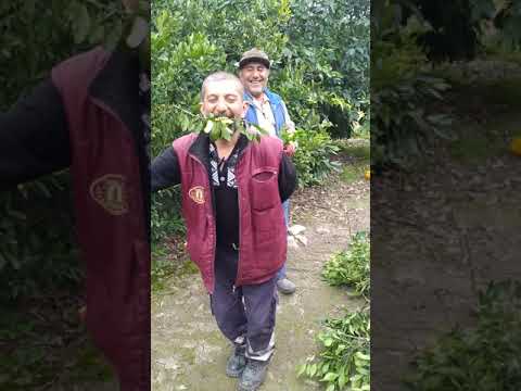 Maho aga nin guzel halayi