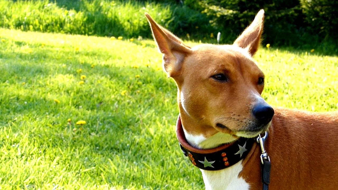 Tifo Basenji Laying & Enjoying Life (Summer 2016) - YouTube