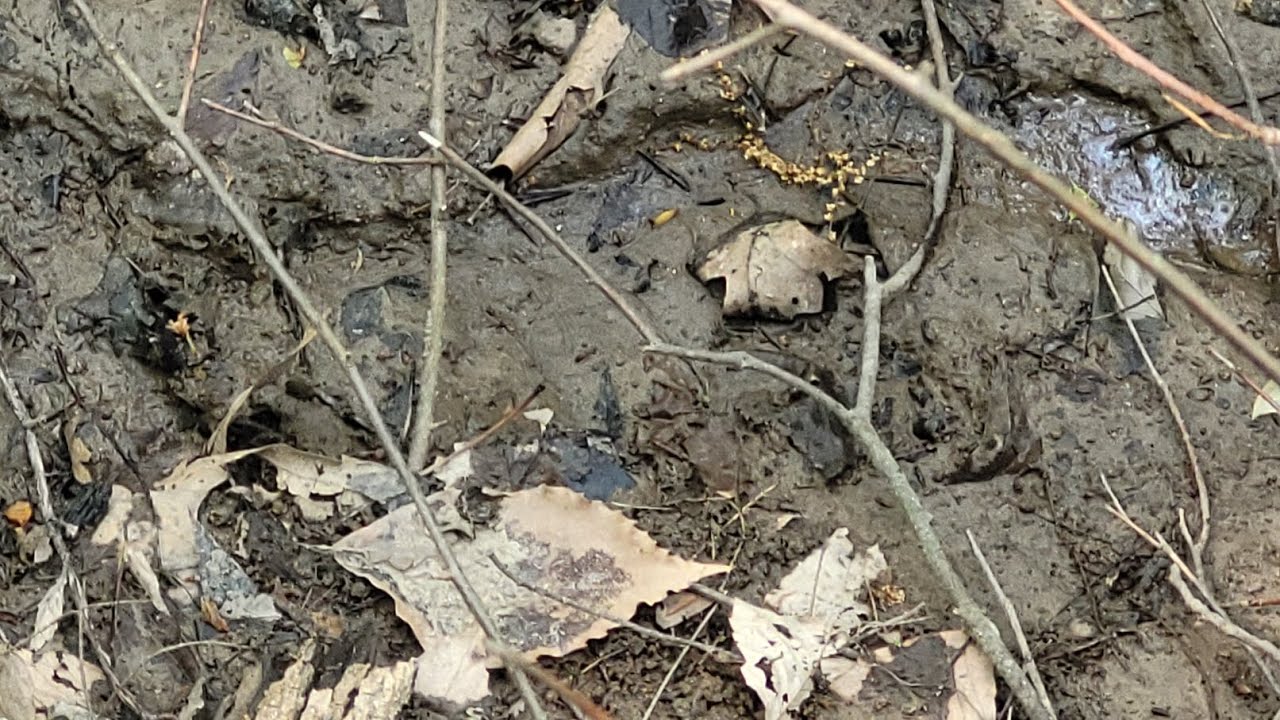 Creek Side Hike: Esopus Tribe #footprints #catskills #mountains # ...