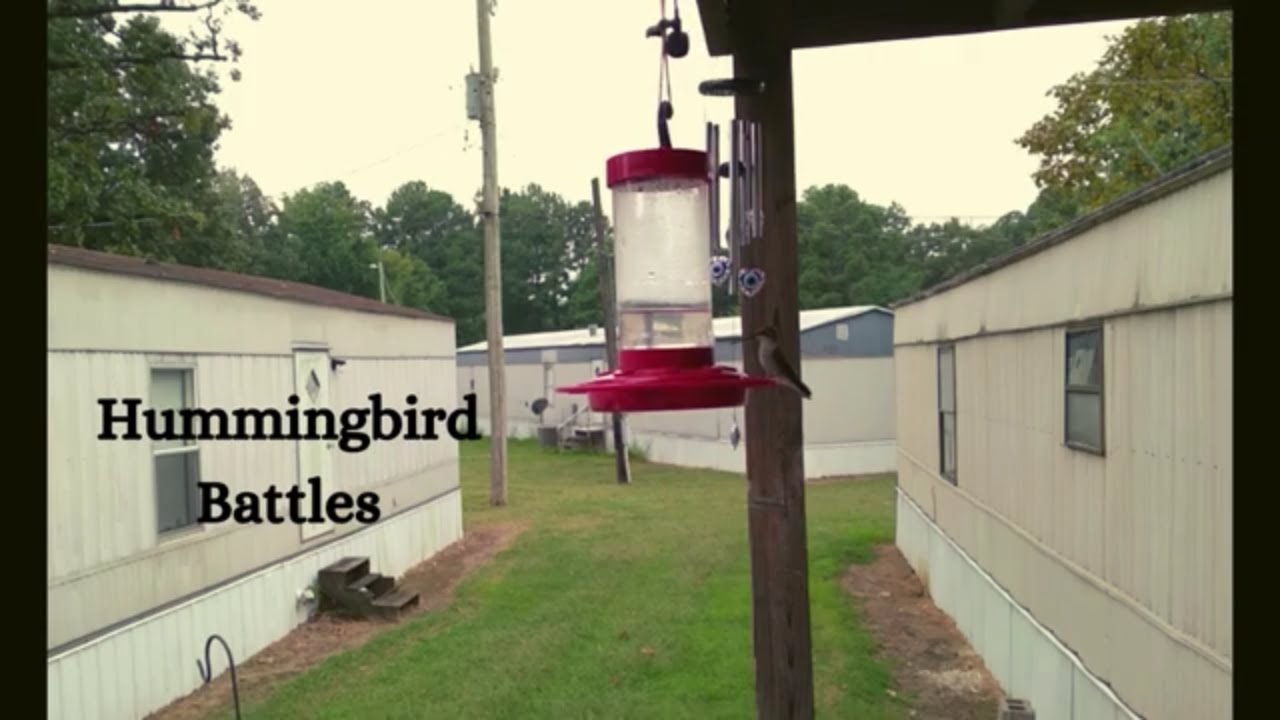 Epic Hummingbird Battles: Up Close - YouTube