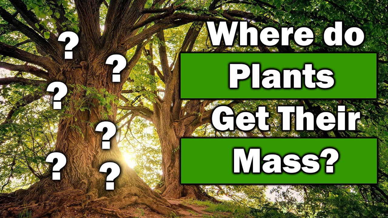 Where does the mass of a plant come from? - YouTube