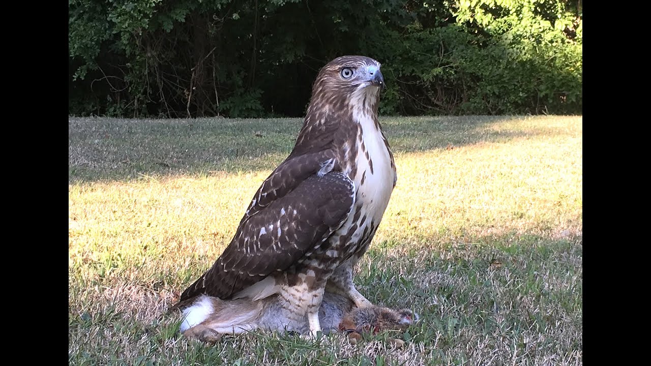 Red-tailed Hawk and Cottontail Rabbit Prey - YouTube