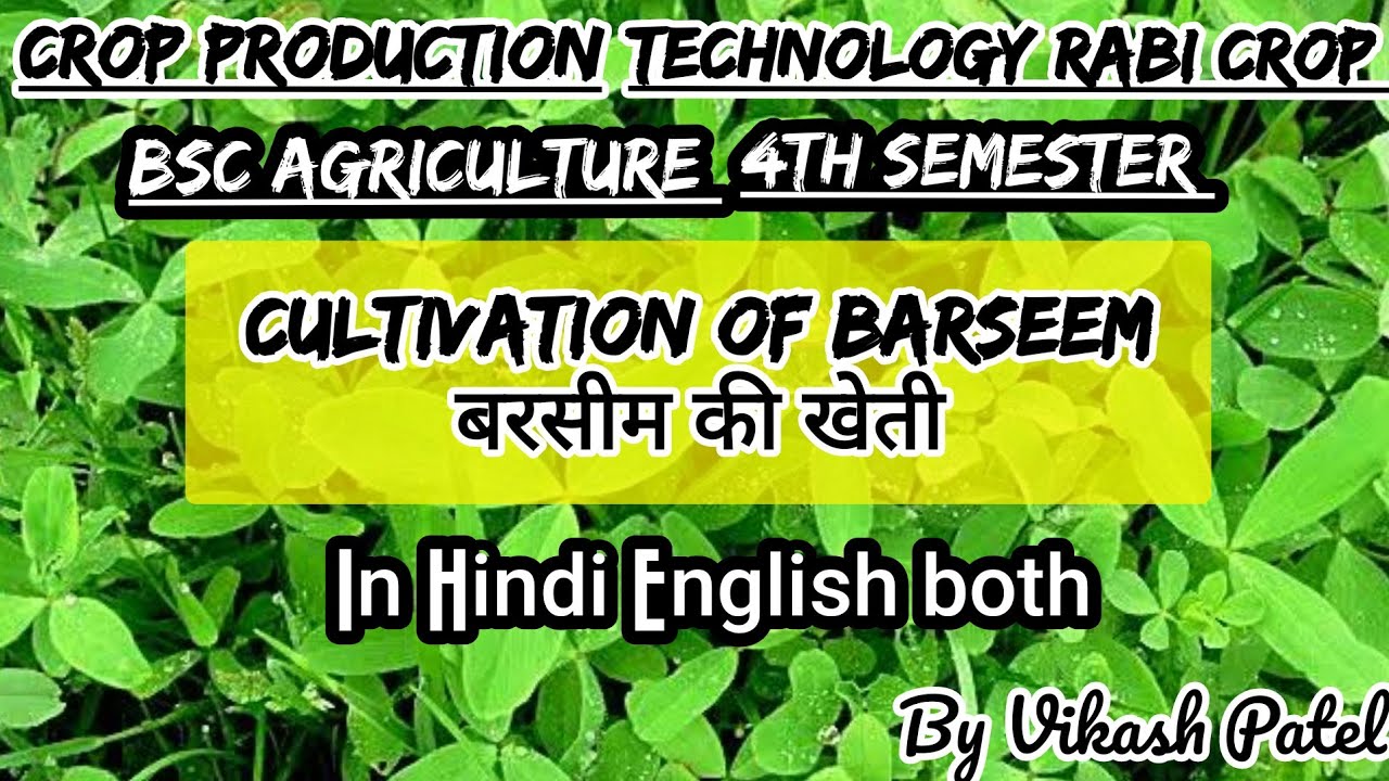 Cultivation of Barseem | बरसीम की खेती | Crop Production Technology ...