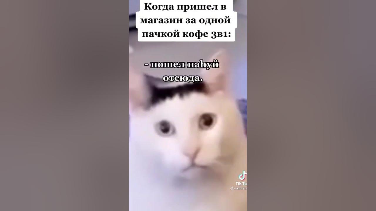 Осуждающе мяукающий кот мем Кошка из мемов в тиктоке Жалобно