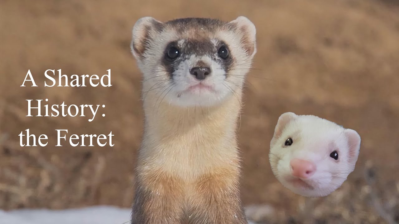 Shustory's Animals: The Ferret (A shared History) - YouTube