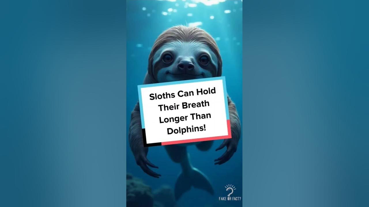 Sloths Can Hold Their Breath Longer Than Dolphins! - YouTube