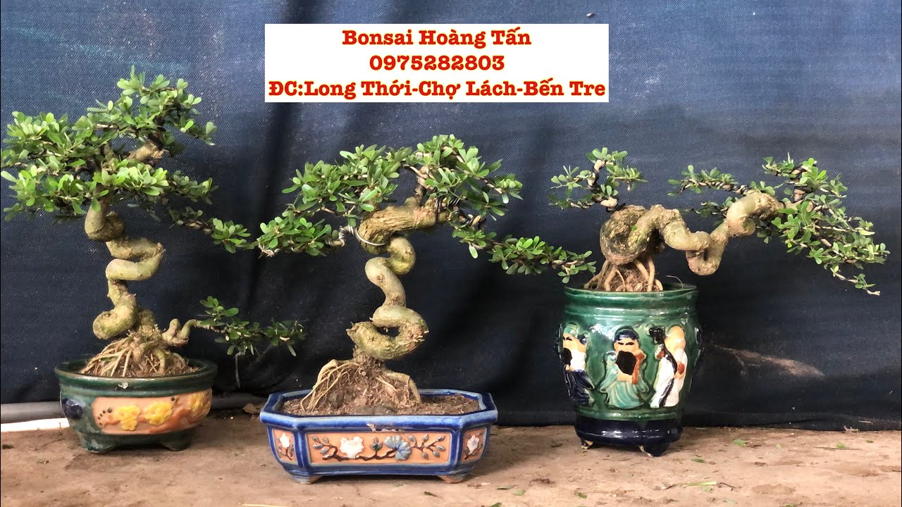 Ngày 12-9 giao lưu ace 5 tác phẩm linh sam mini để bàn cây quái đồng ...