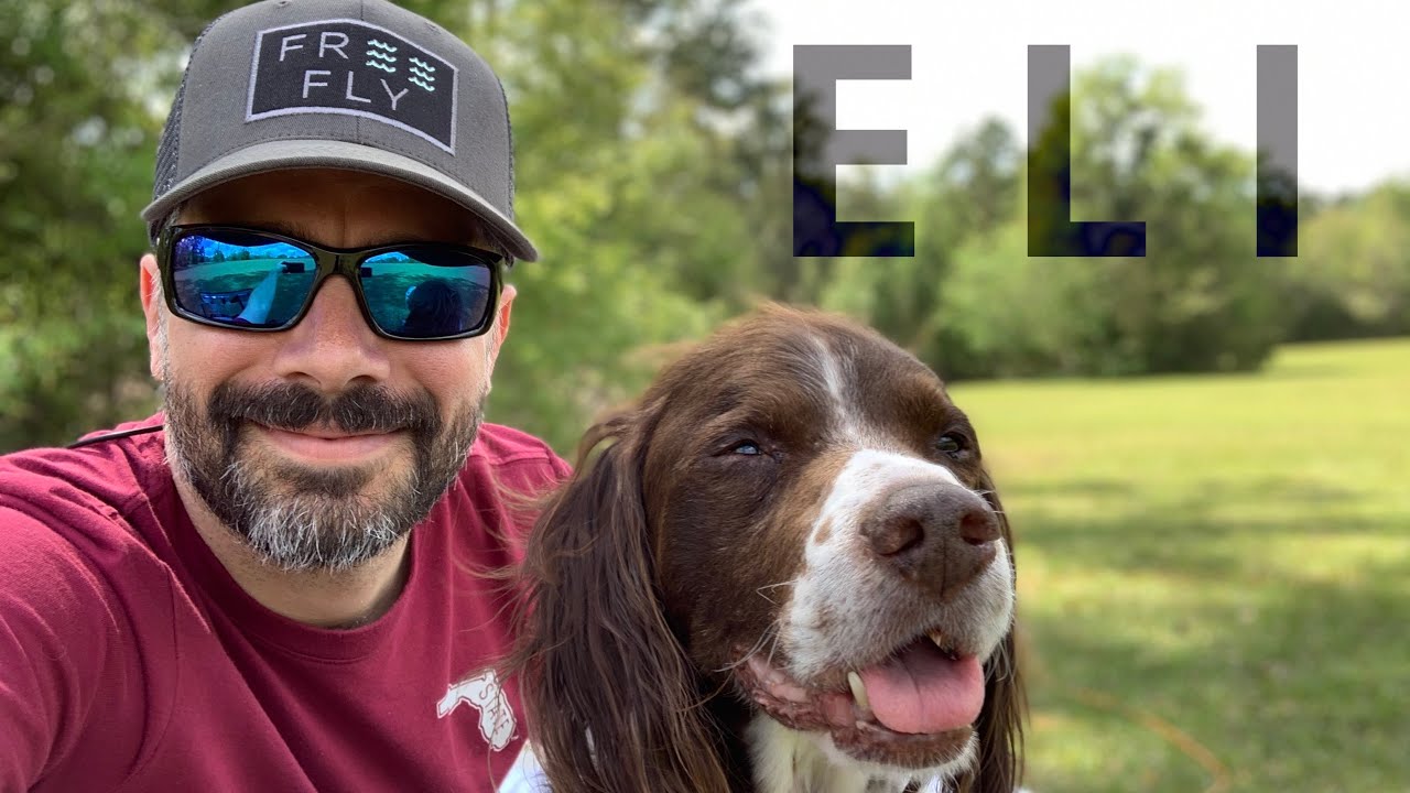 The Eli Compilation (Brittany Dog) - YouTube