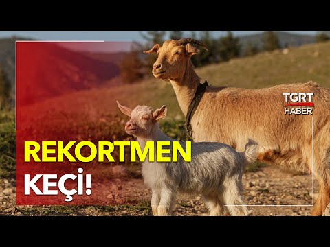 Kilosu Kadar Süt Üreten Rekortmen Keçi!