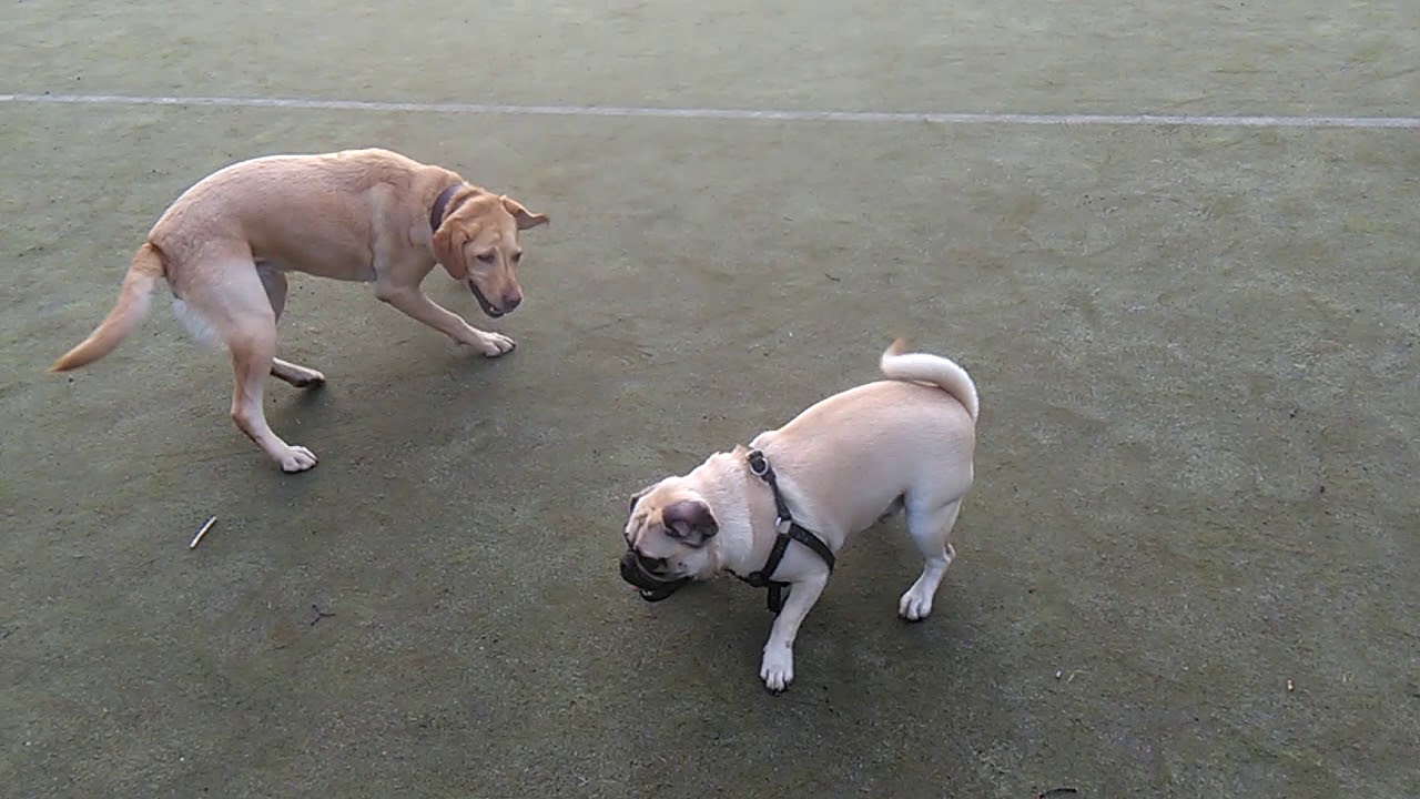 Pug and Labrador playing 🐕🐶 - YouTube
