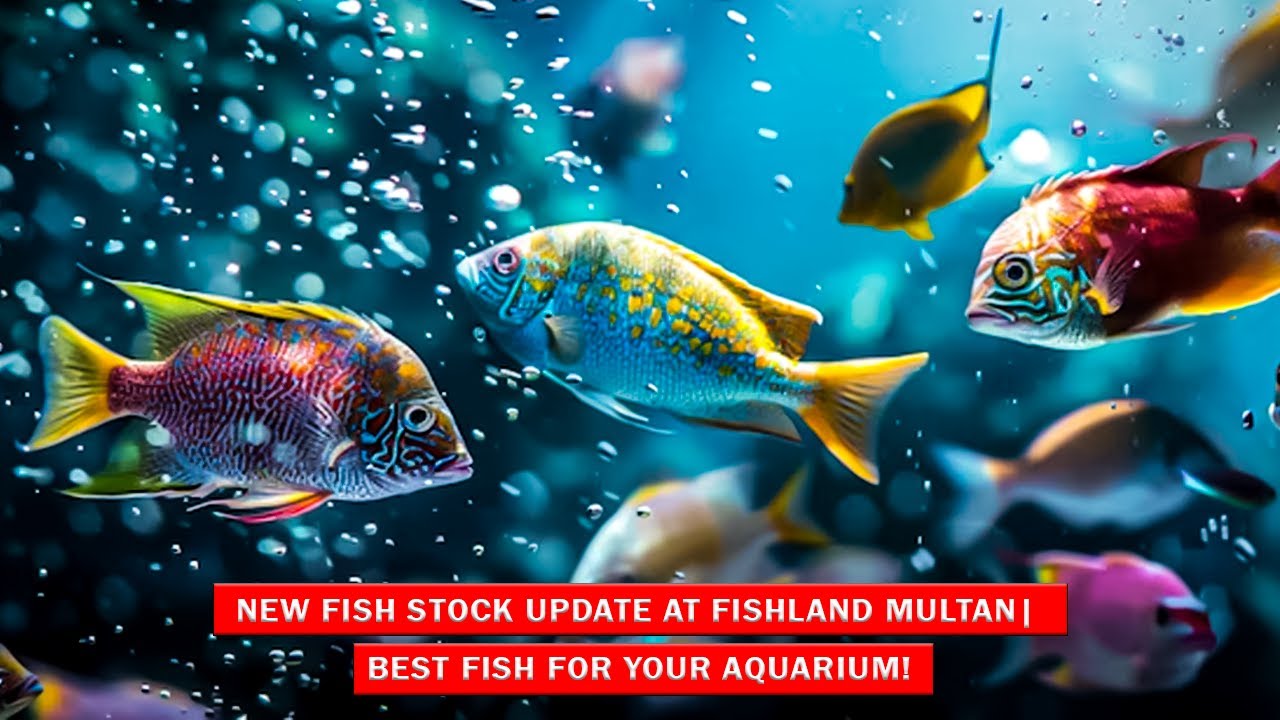 New Fish Stock Update at Fishland Multan | Best Fish for Your Aquarium! - YouTube