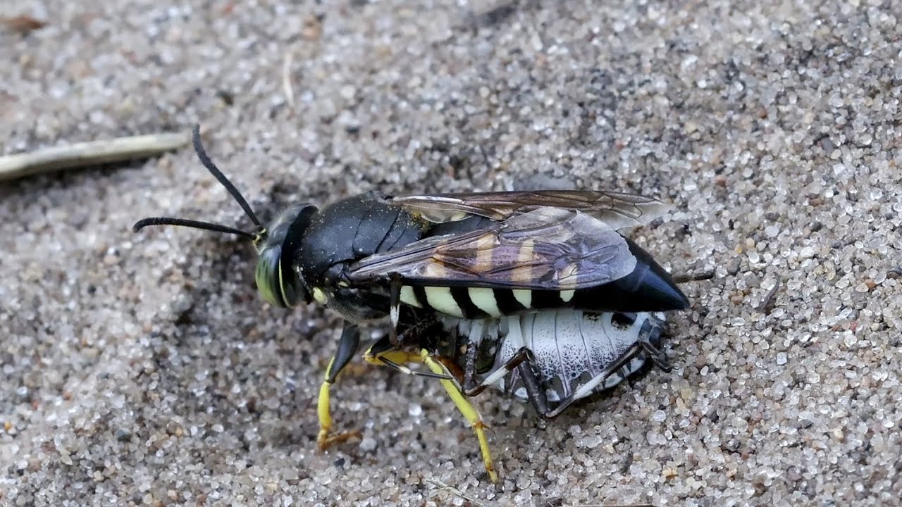 Bicyrtes quadrifasciatus - Four-banded Stink Bug Wasp - YouTube