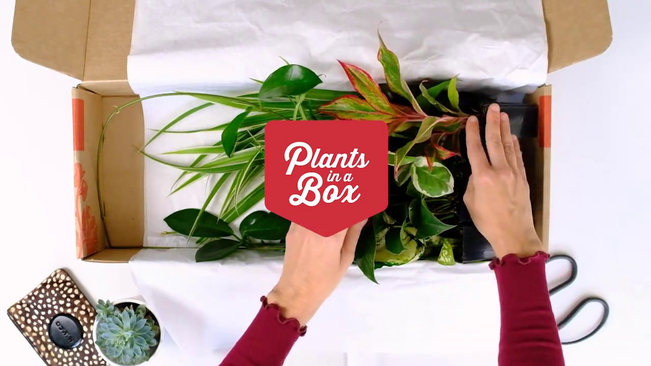 A Box of Houseplants Delivered FREE to your door! - YouTube