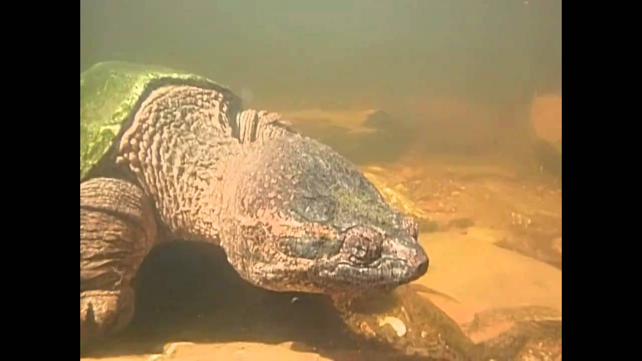 Snapping turtle at Surprise Lake NJ - YouTube