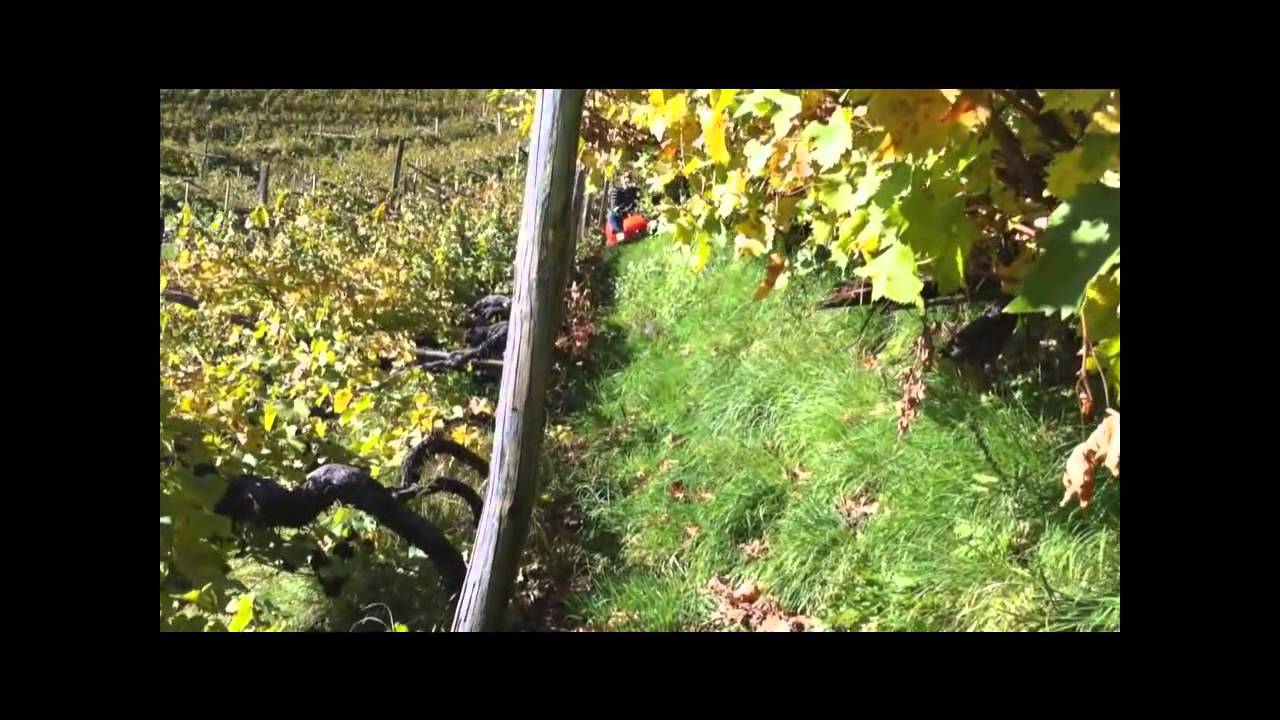 Canycom CMX222 and CM2103 in Merane Vineyard - YouTube
