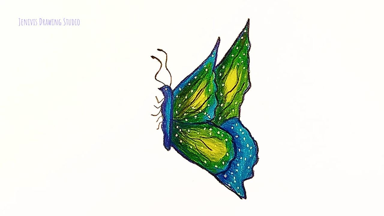Butterfly Drawing // Lepidoptera //Blue // How to Draw Butterfly easy ...