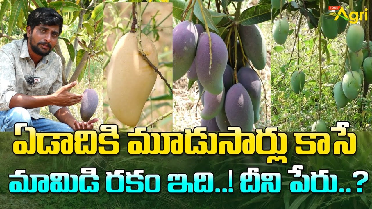 Exotic Mango Varieties Cultivation | ఏడాదికి మూడుసార్లు కాసే మామిడి రకం ...